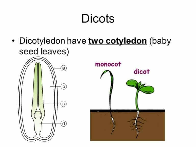 What Are Cotyledons? - Home Microgreens