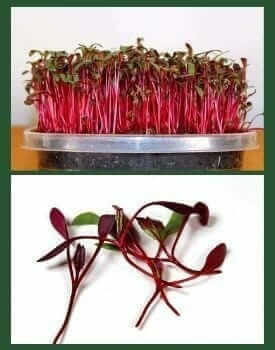 Growing Beet Microgreens – Bull’s Blood Beets - Home Microgreens