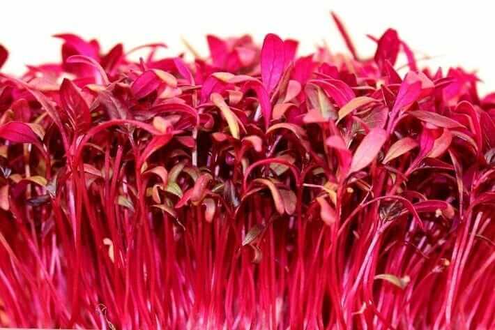 Learn How to Grow Microgreens At Home - Home Microgreens