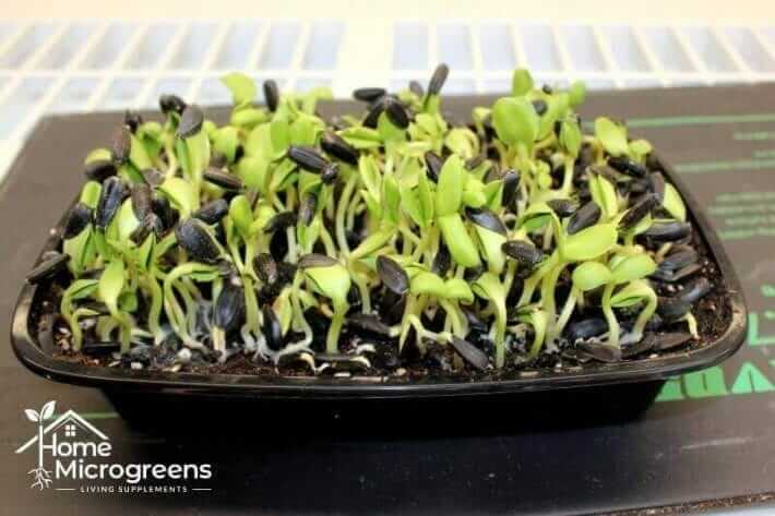How To Grow Sunflower Microgreens At Home - Home Microgreens