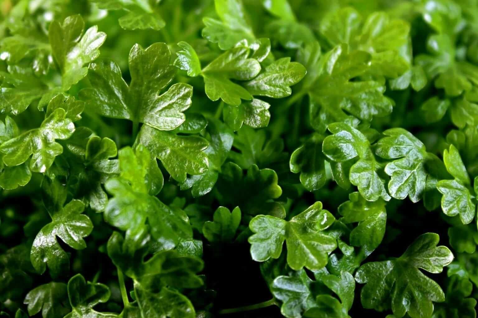 How to Grow Cilantro Microgreens - Home Microgreens