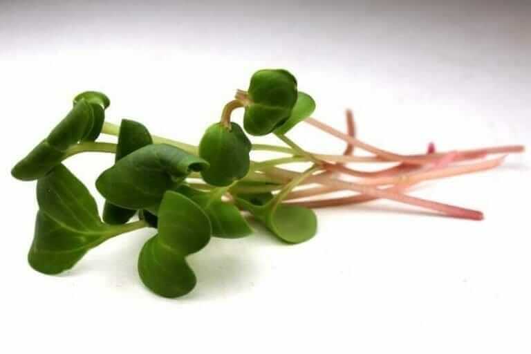 The Easiest Way to Grow Radish Microgreens - Home Microgreens
