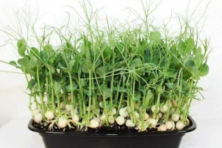 Pea Shoots Nutrition: See All The Nutritional Facts & Health Benefits ...