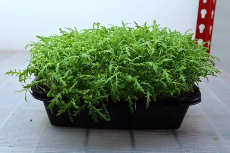 Edible Chrysanthemum: How to Grow Shungiku Seeds into Unique ...