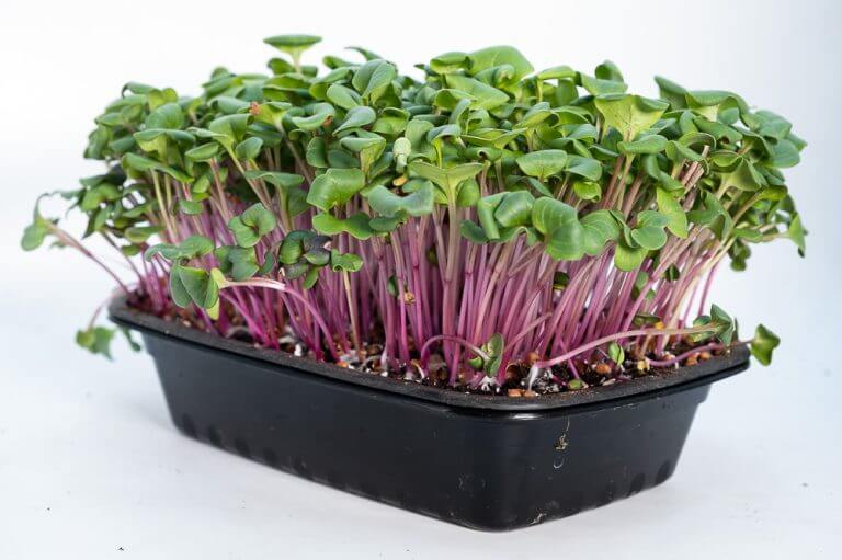 The Easiest Way to Grow Radish Microgreens - Home Microgreens