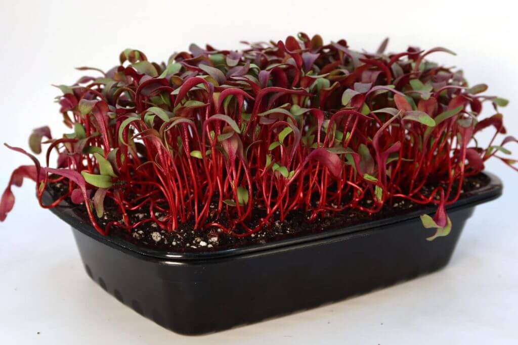 Bull's Blood Beet Seed for Microgreens - Home Microgreens
