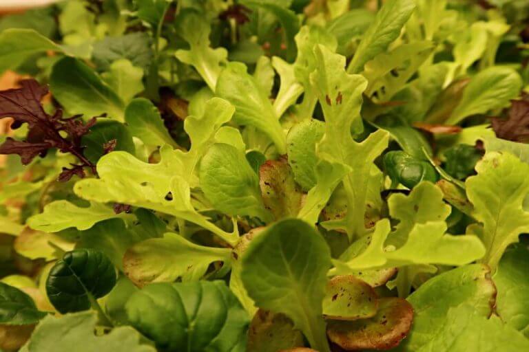 Mesclun Salad Mix Seed - Organic - Home Microgreens