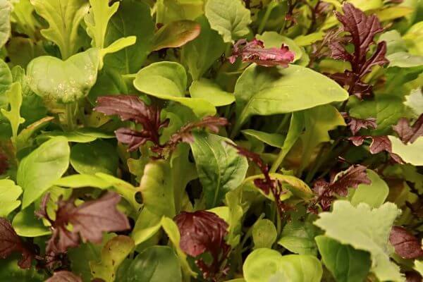 Mesclun Salad Mix Seed - Organic - Home Microgreens