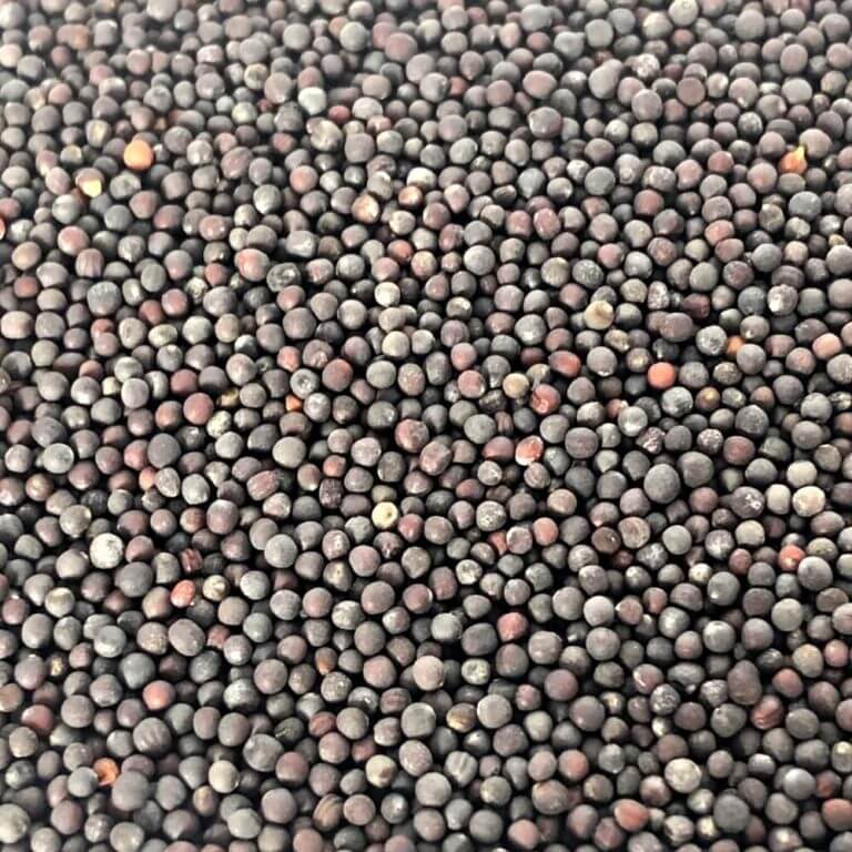 Organic Bok Choy Seeds or Pak Choi Seeds - Home Microgreens