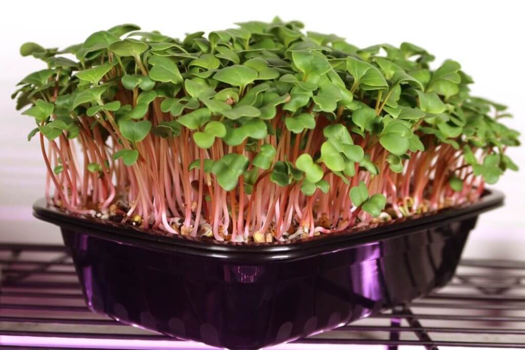 Red Arrow Radish Microgreen Seed - Home Microgreens