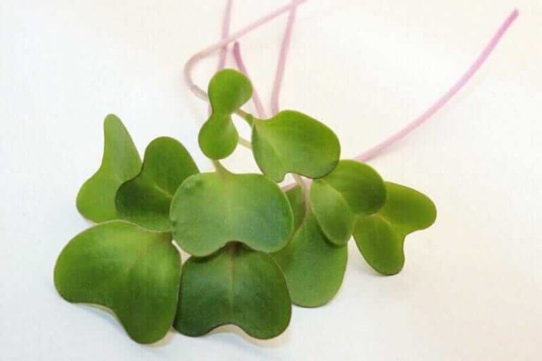 The 11 Best Microgreens to Grow and Why - Home Microgreens