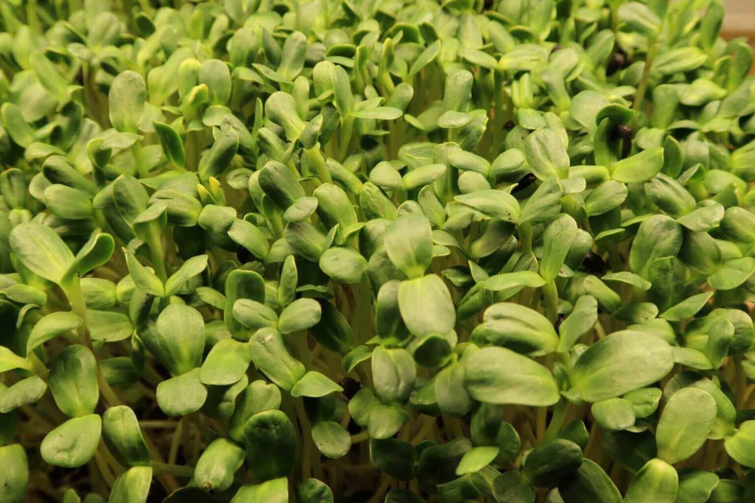 The 11 Best Microgreens to Grow and Why - Home Microgreens