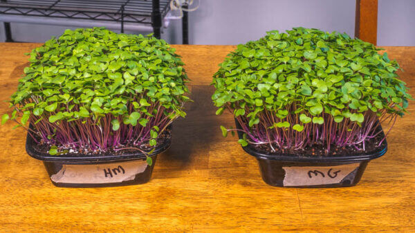 The 11 Best Microgreens to Grow and Why - Home Microgreens
