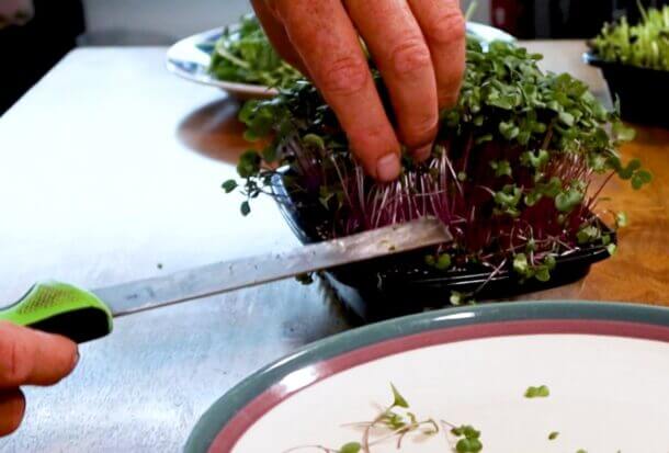The 11 Best Microgreens to Grow and Why - Home Microgreens